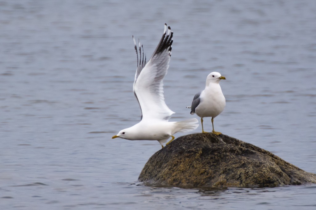 Måsfåglar, Laridae – DL Fotografi