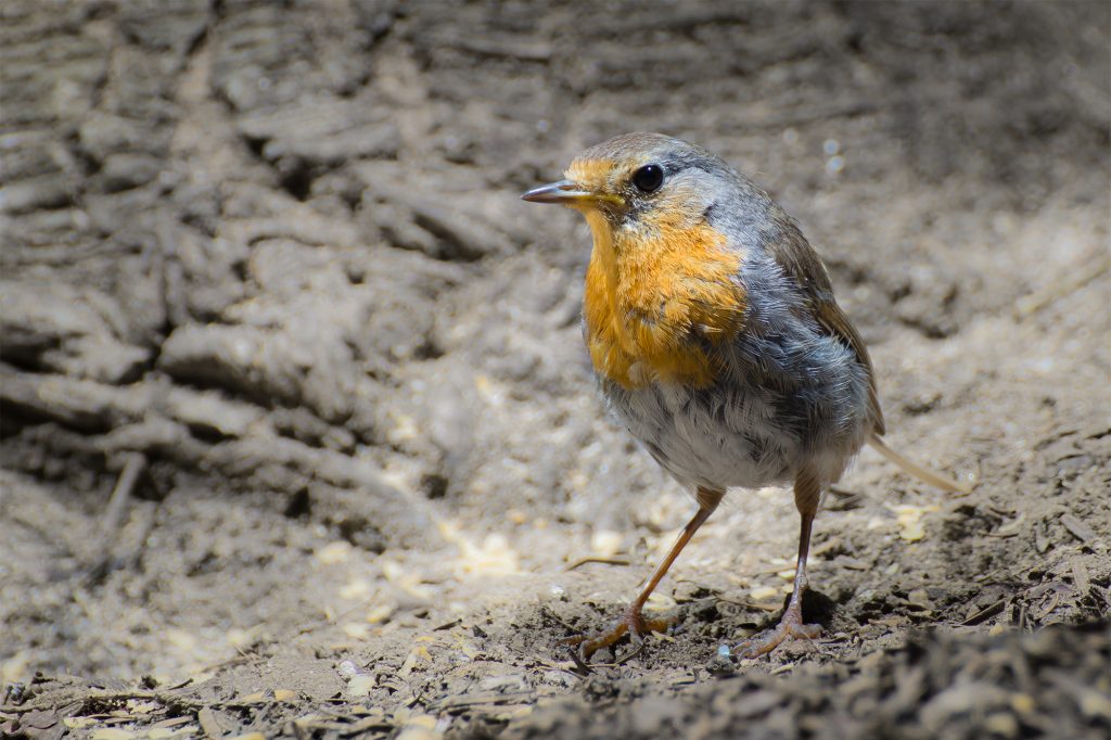 Rödhake, Erithacus rubecula – vid frukosten – DL Fotografi
